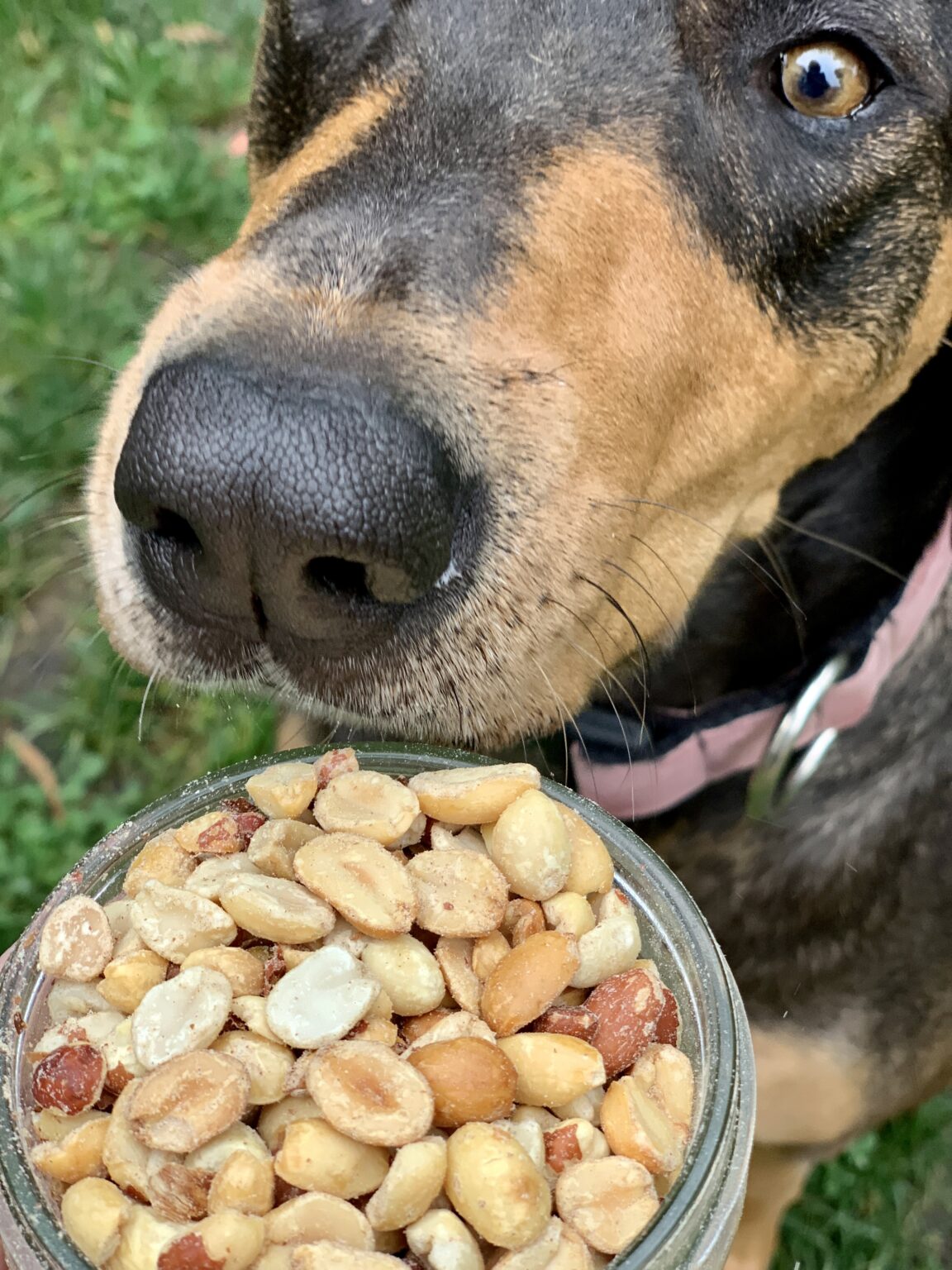 Are Peanuts Ok For Dogs Are Peanuts Ok For Dogs