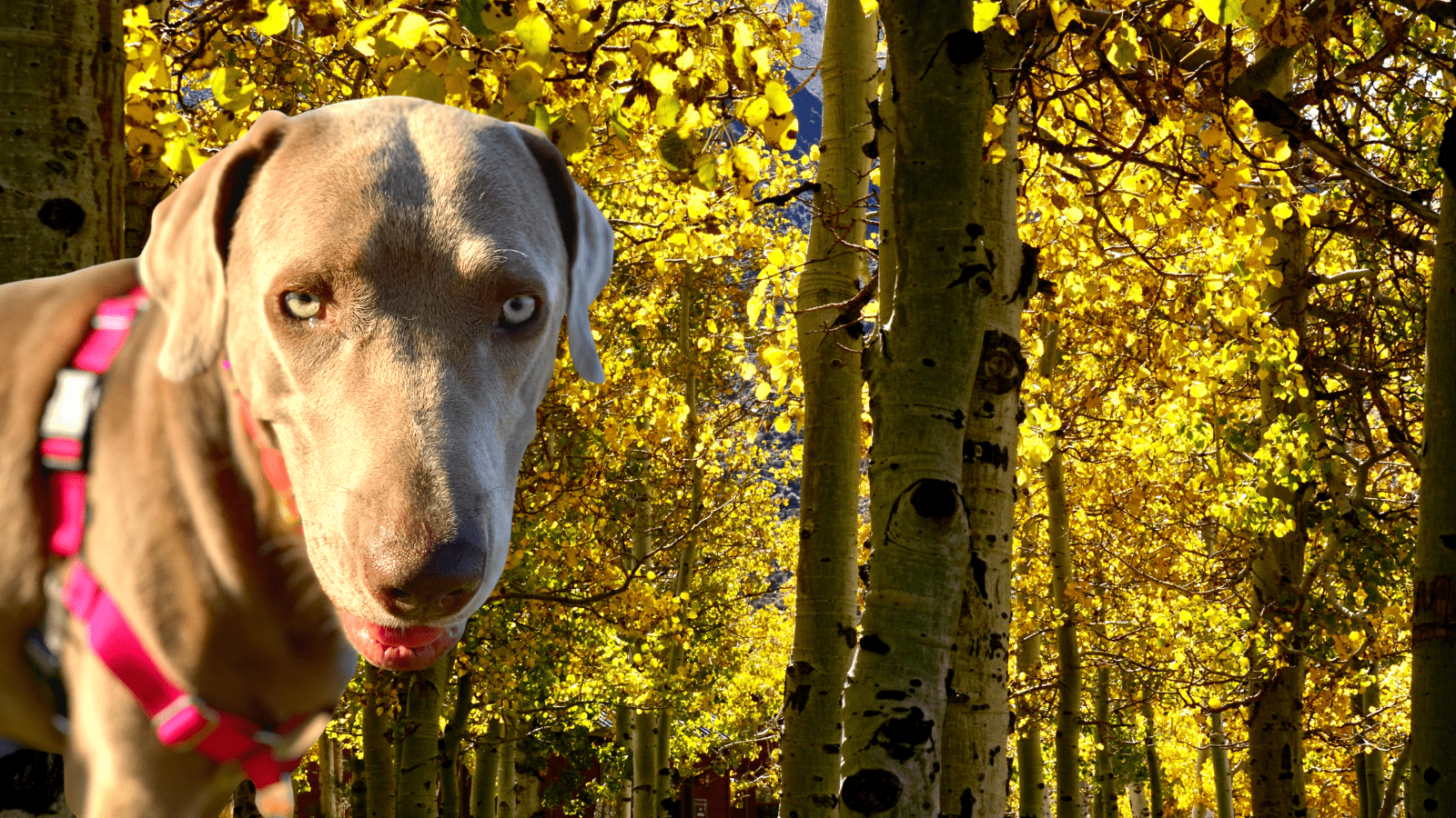 Where Are Fall Colors Near Me Where Are Fall Colors Near Me
